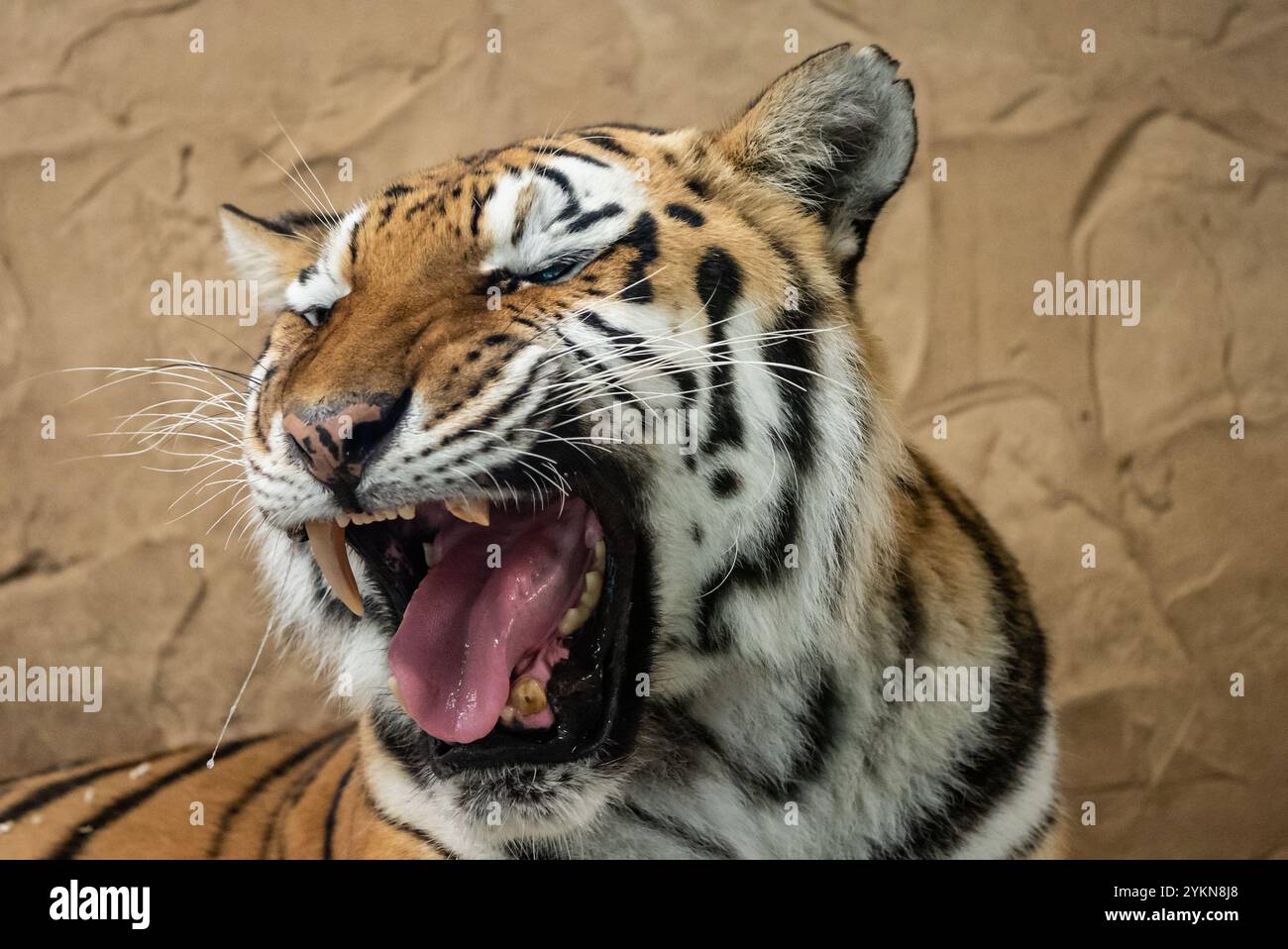 Bengal Tiger Resting with Mouth Open Showing Teeth. Bengal tiger with its mouth open in a roar ...