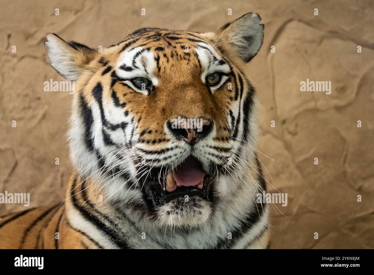 Bengal Tiger Resting with Mouth Open Showing Teeth. Bengal tiger with its mouth open in a roar ...