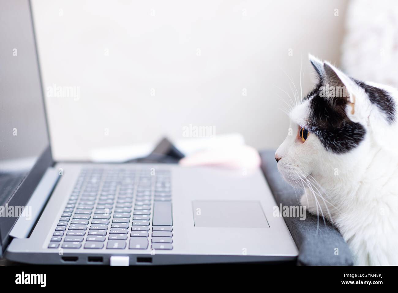 A black and white cat is intently observing the bright screen of a ...