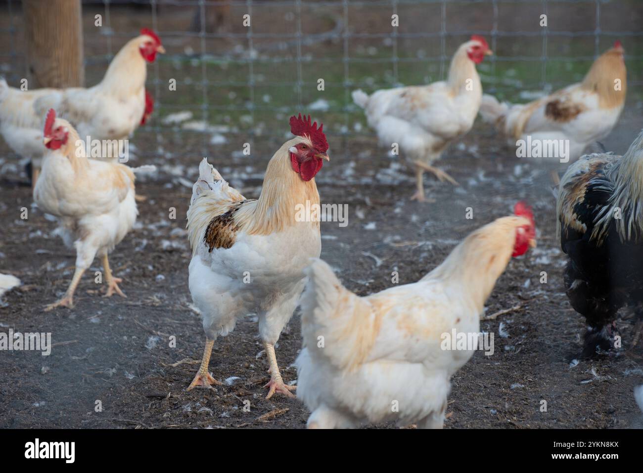 Chicken farm in the golden hour Low angle selective focus photo. Group ...