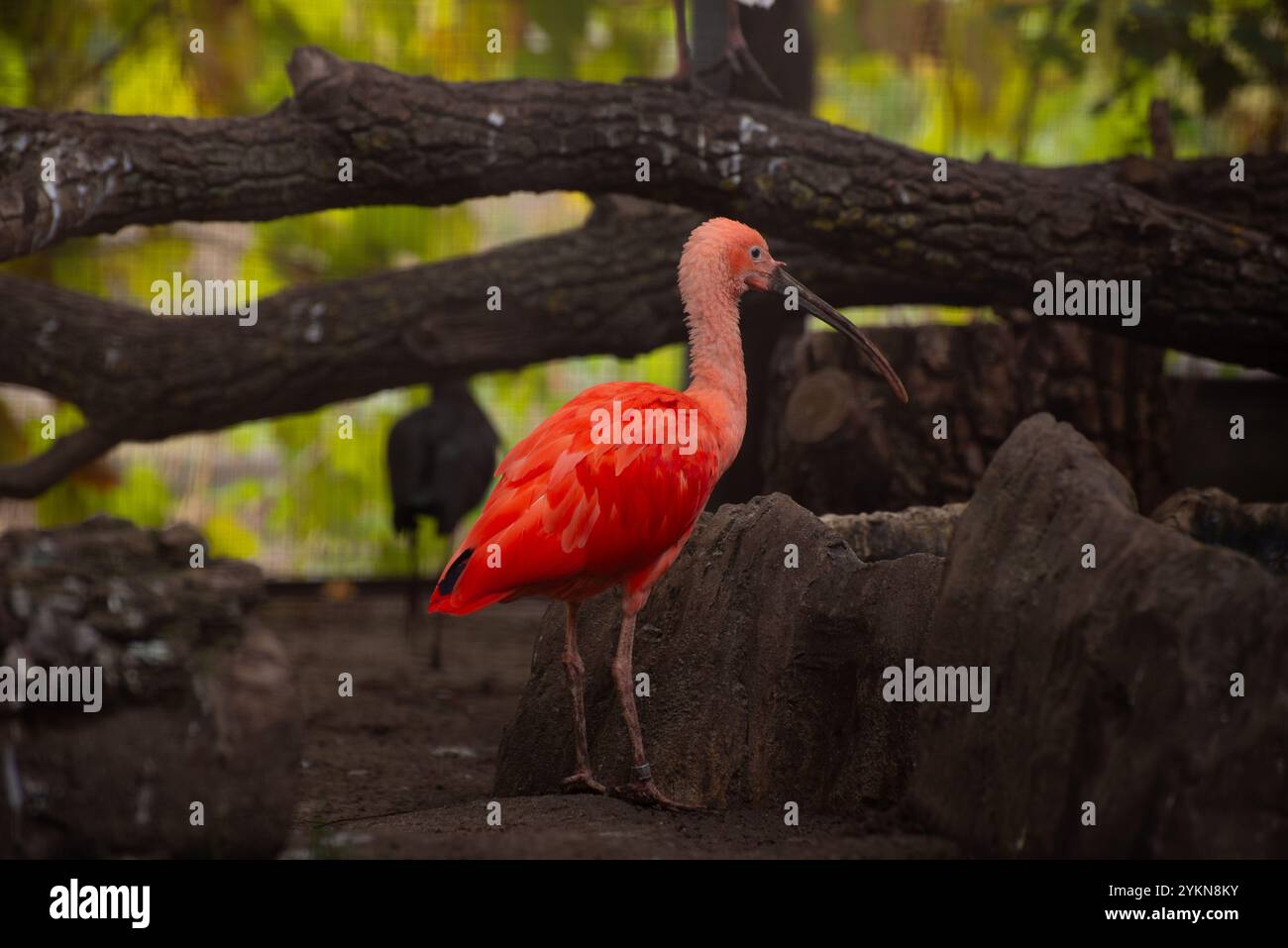 Scarlet Ibis sitting on a stick in a zoo aviary Stock Photo - Alamy
