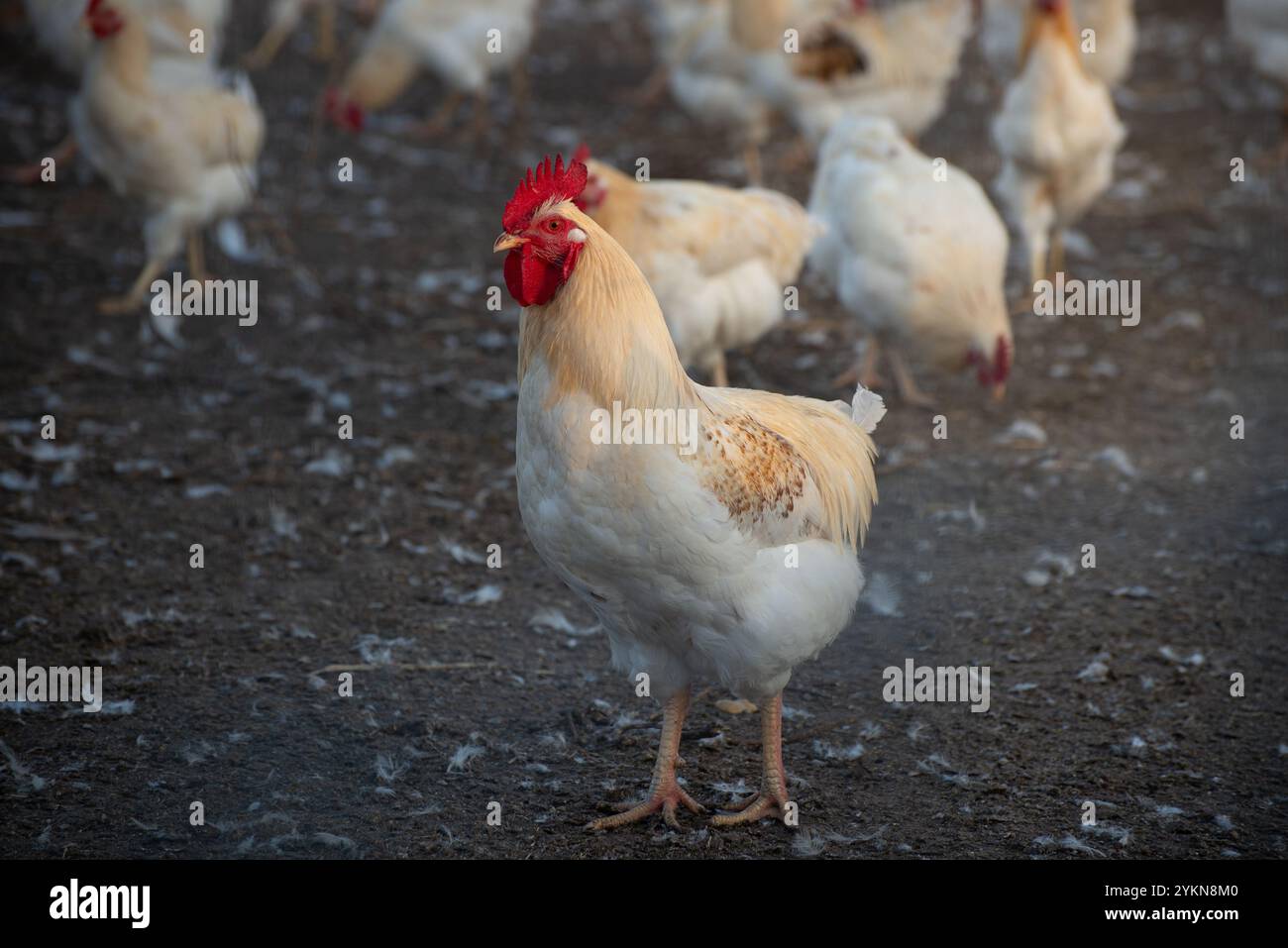 Chicken farm in the golden hour Low angle selective focus photo. Group ...