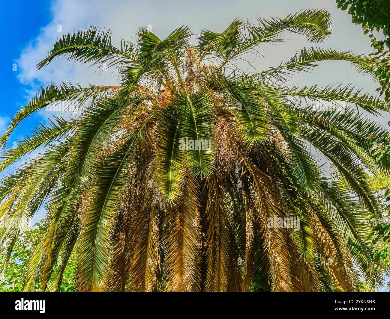 Beautiful palm tree invaded by the red palm weevil in Puertollano. The ...