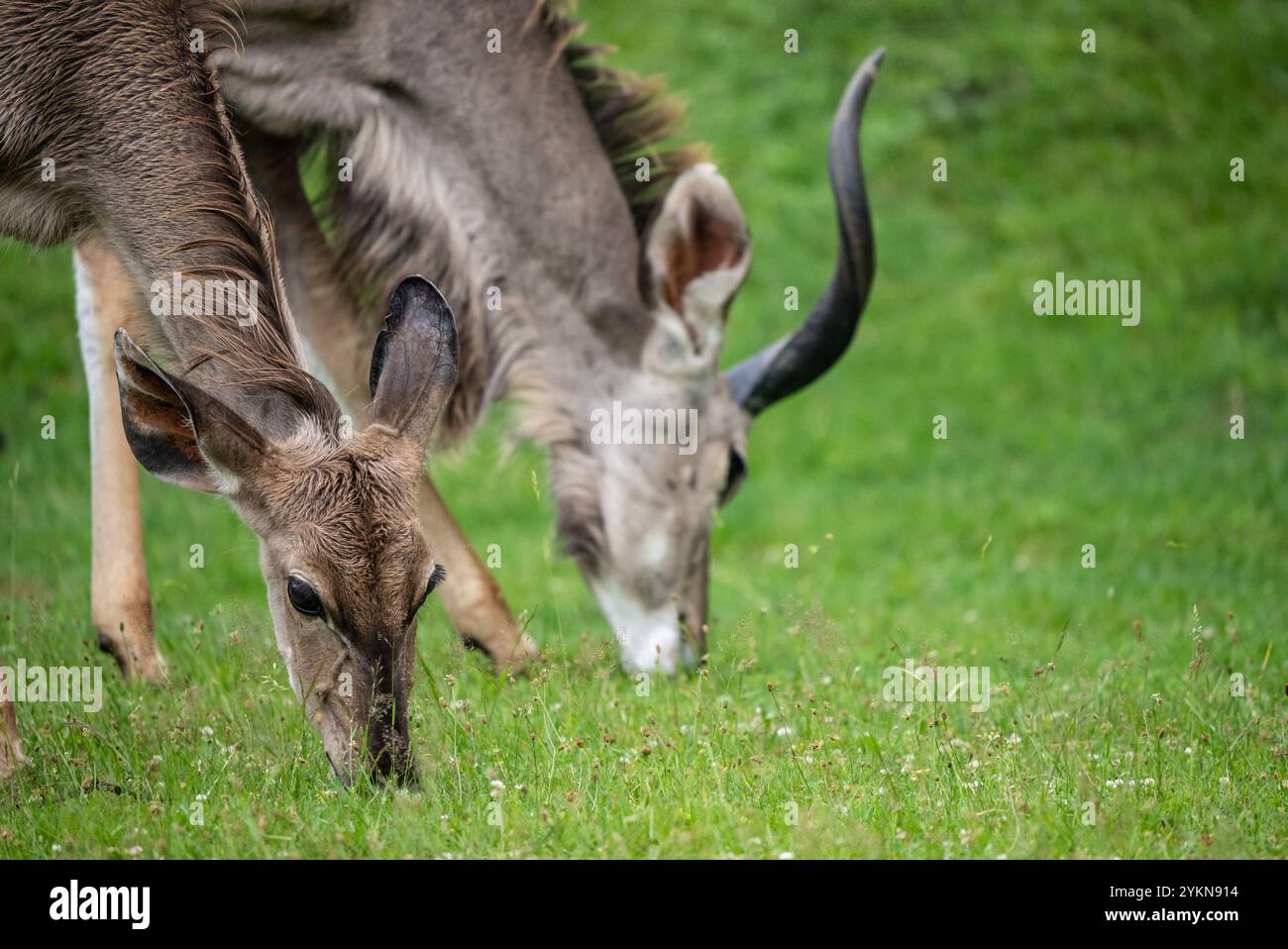 Young antelope grazing peacefully in the grasslands, showcasing its ...