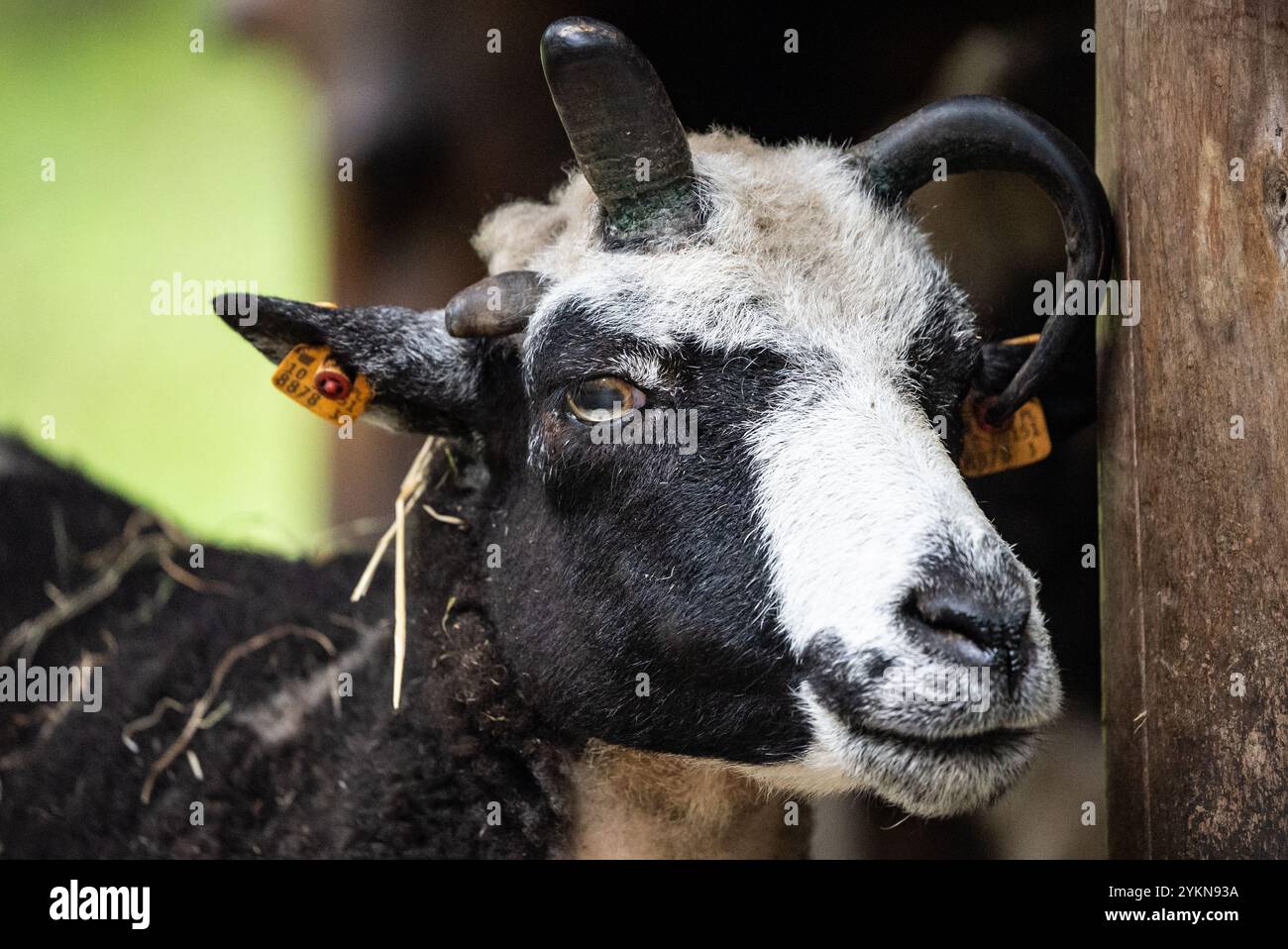 Portrait of a goat with a blurred background. Portrait of a goat in a ...
