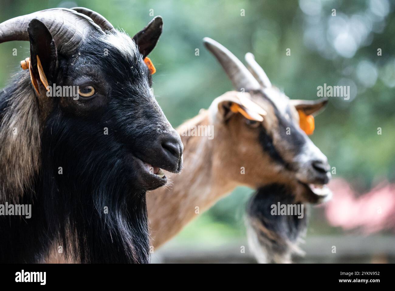 Portrait of a goat with a blurred background. Portrait of a goat in a ...