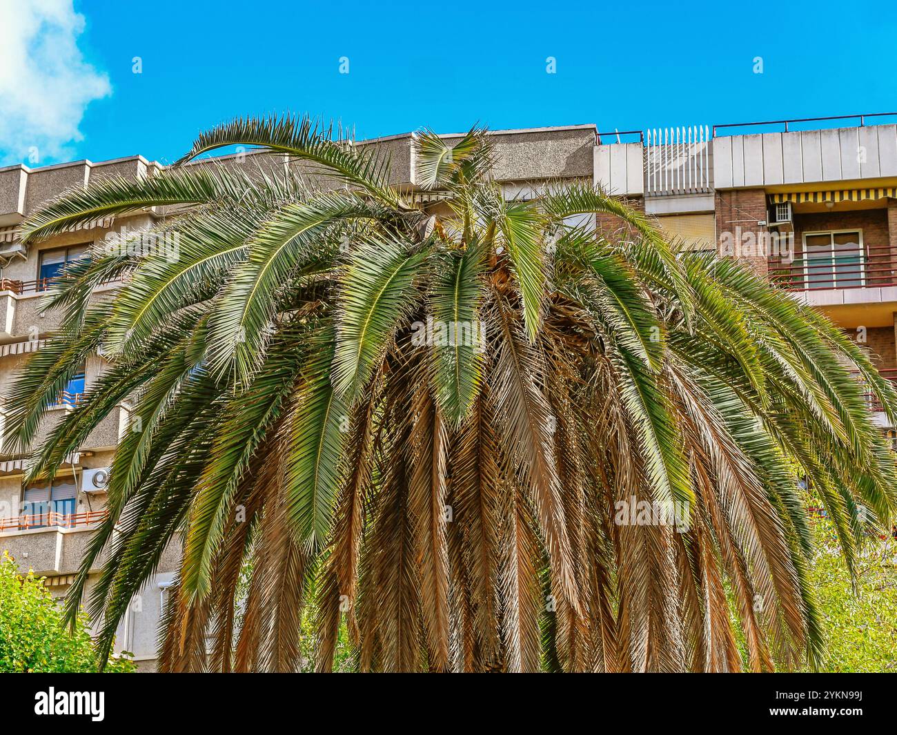 Beautiful palm tree invaded by the red weevil, cut down without ...