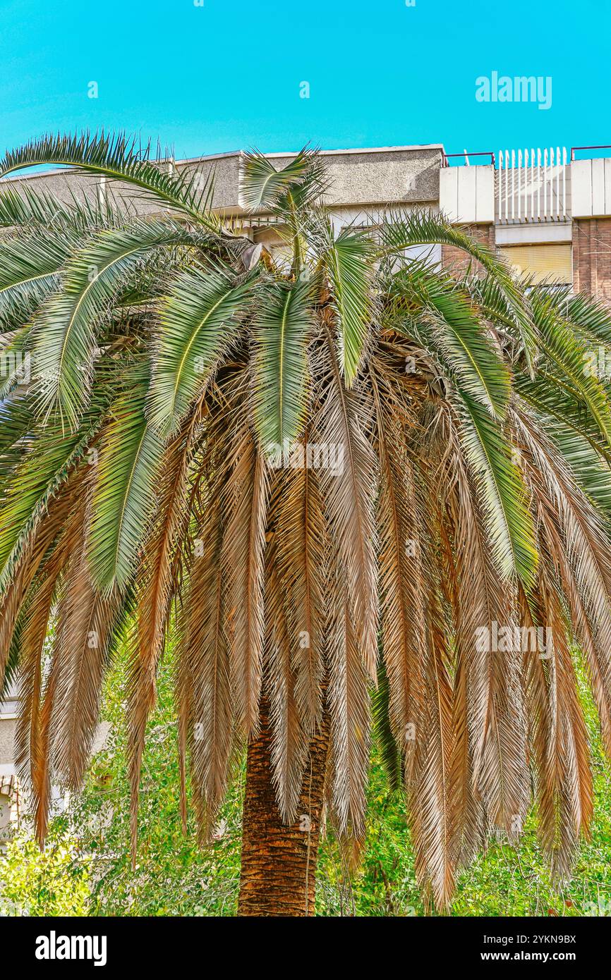 Beautiful palm tree invaded by the red weevil, cut down without ...