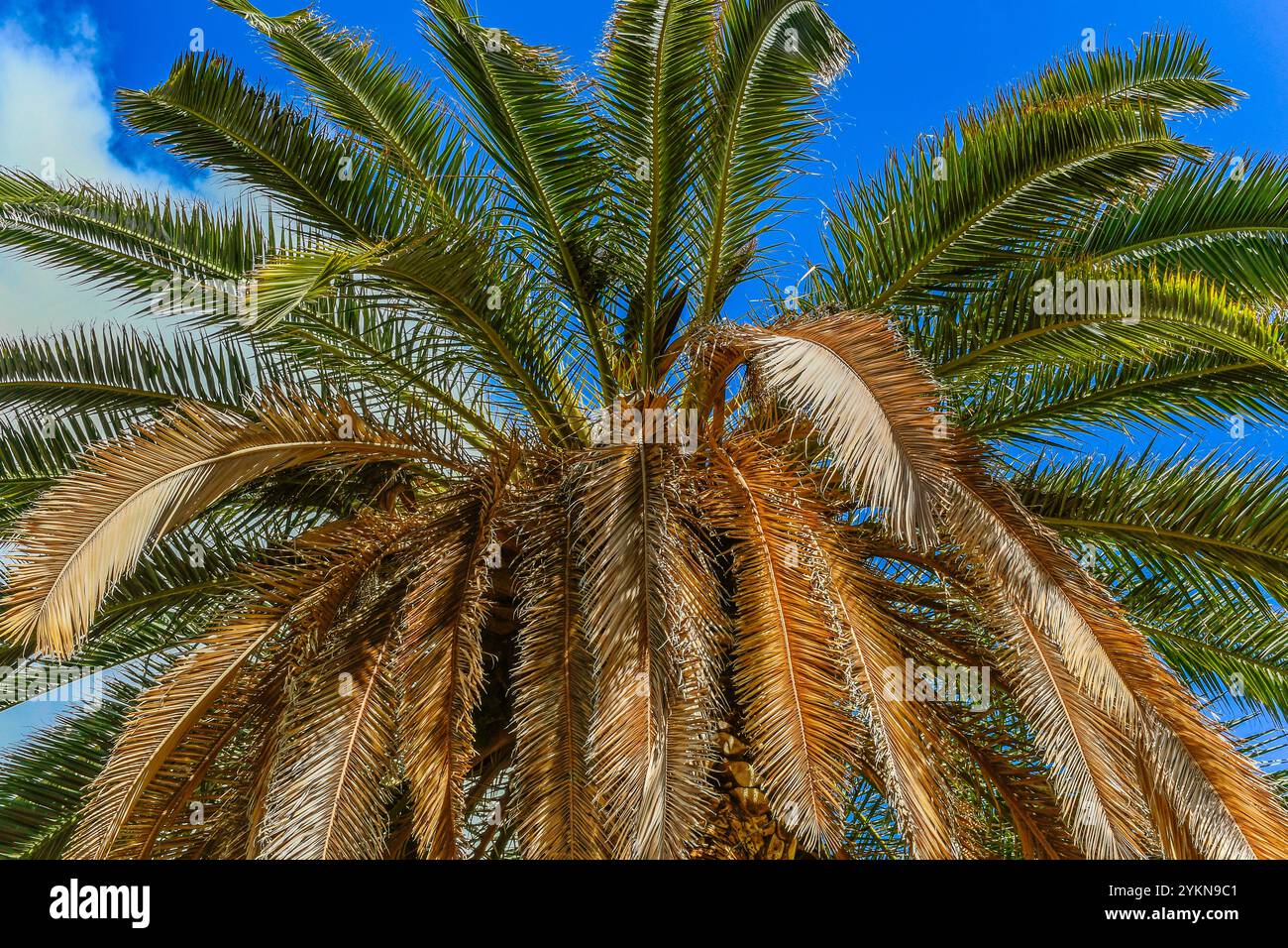 Beautiful palm tree invaded by the red weevil, cut down without ...