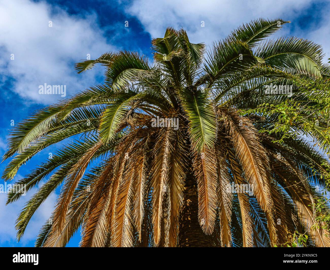 Beautiful palm tree invaded by the red weevil, cut down without ...