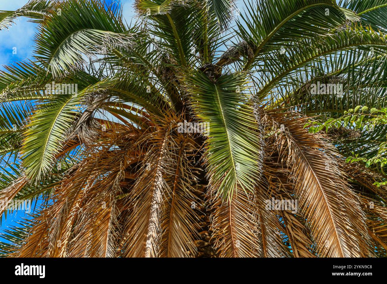 Palm blight hi-res stock photography and images - Alamy