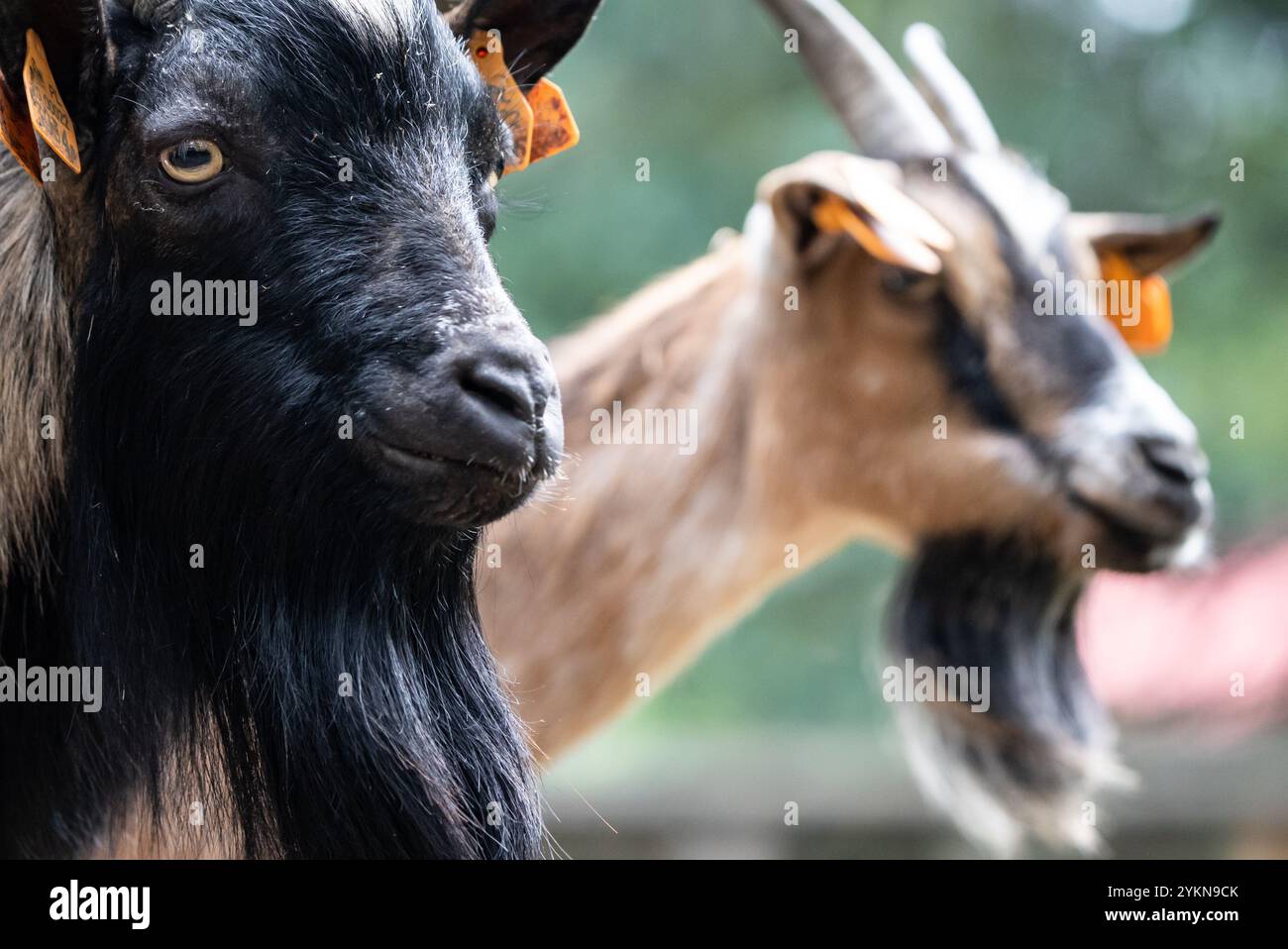 Portrait of a goat with a blurred background. Portrait of a goat in a ...