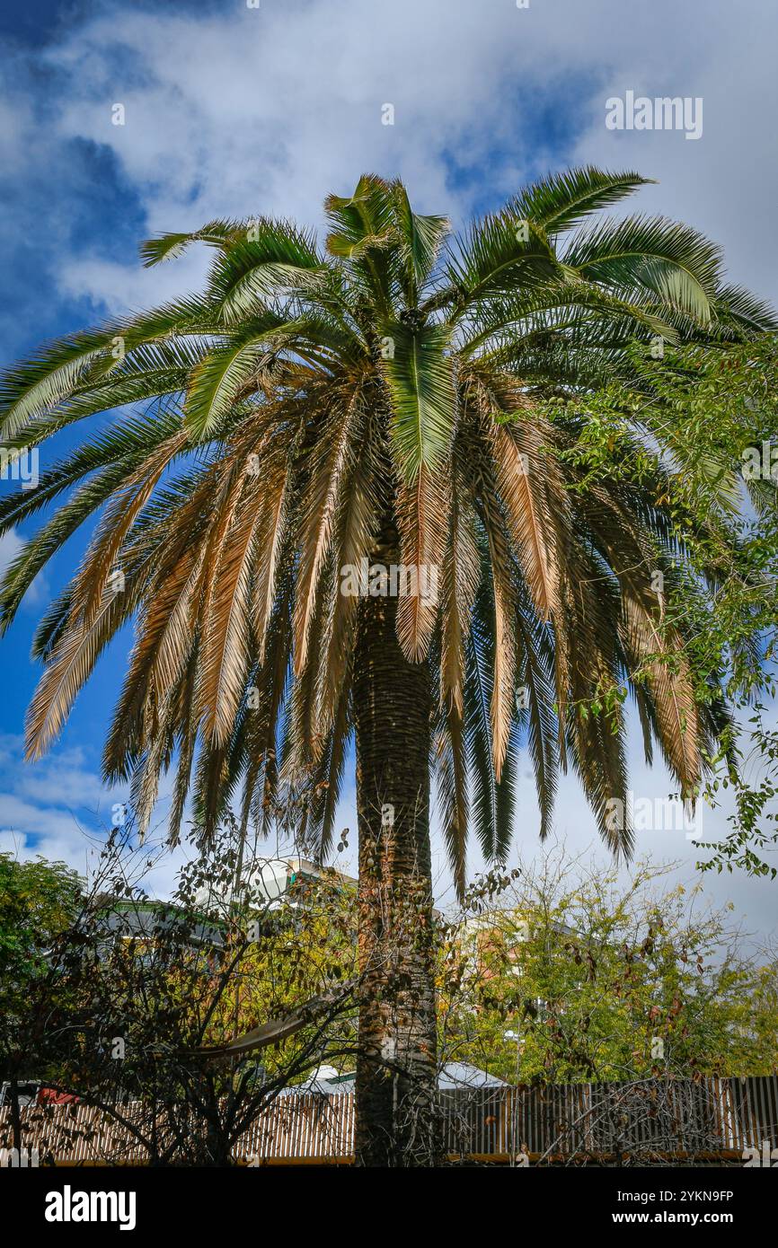 Beautiful palm tree invaded by the red weevil, cut down without ...