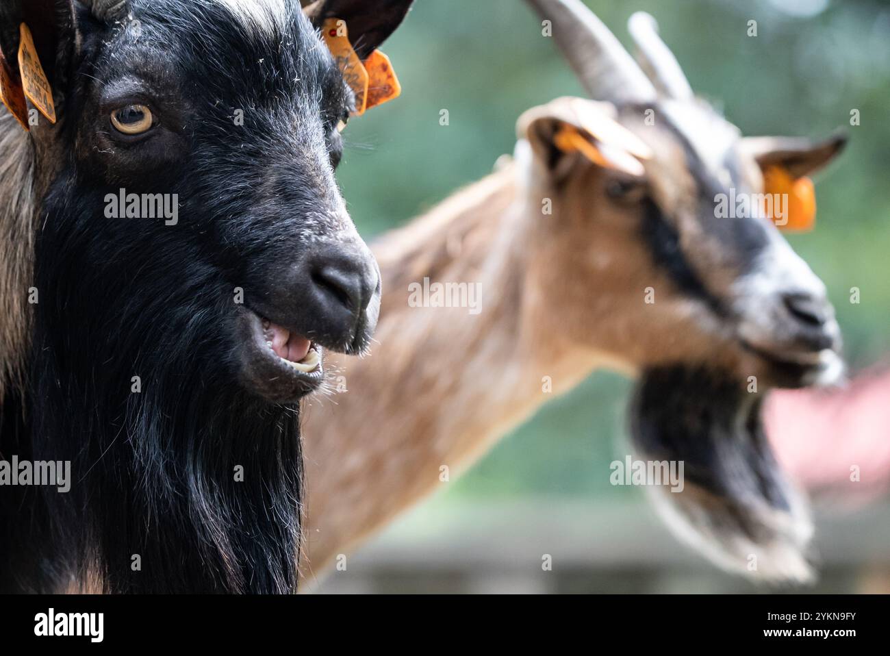 Portrait of a goat with a blurred background. Portrait of a goat in a ...