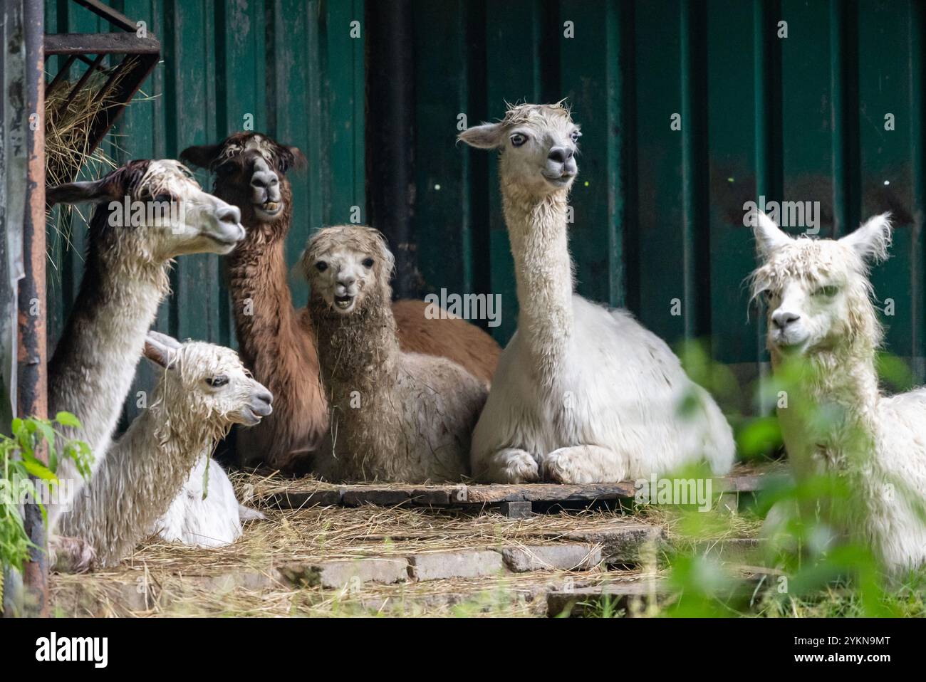 Group of funny alpacas resting sitting in the zoo. Alpacas in the zoo ...