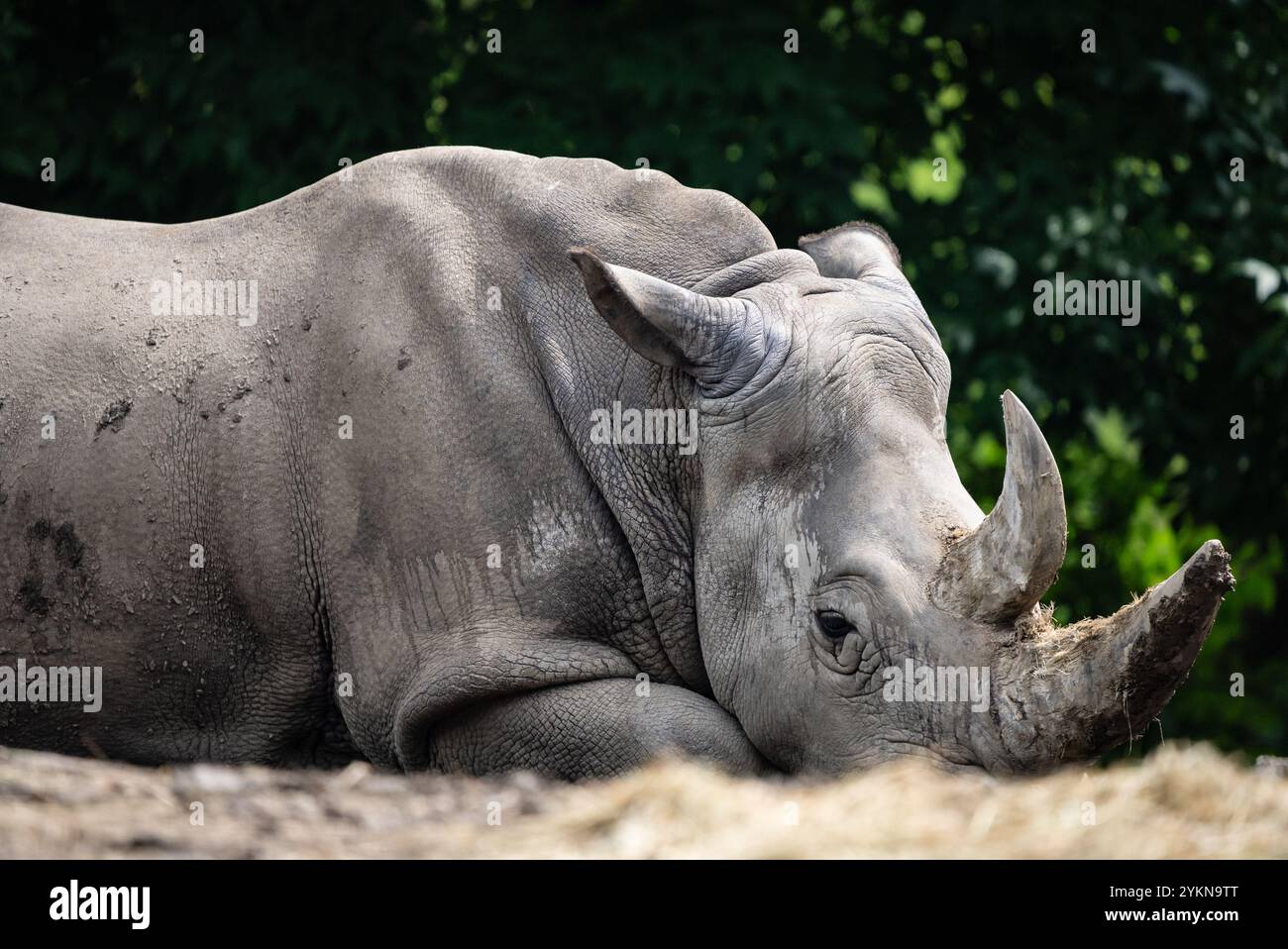 Rhinoceros resting on the dusty ground of its zoo habitat, its strong ...