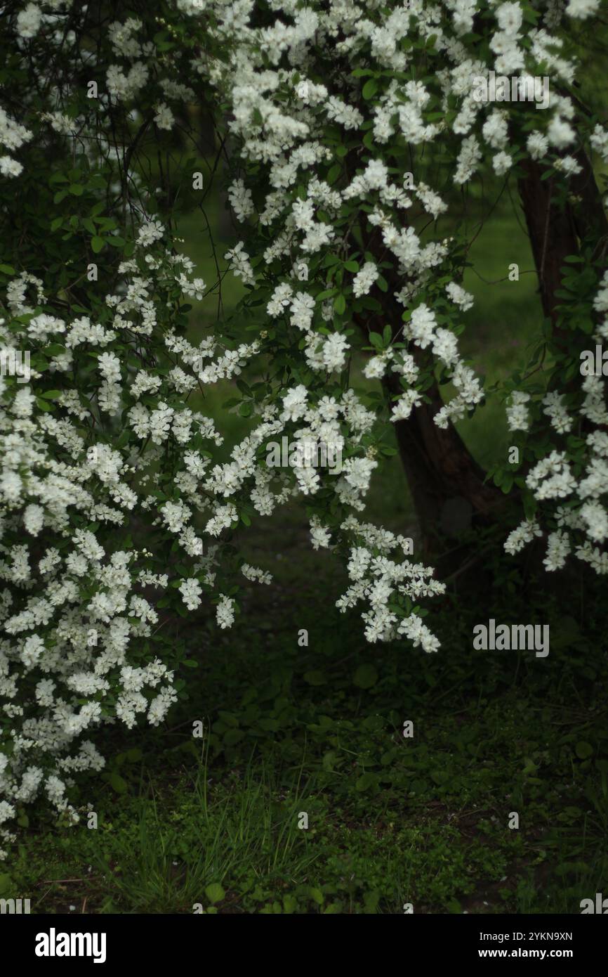 White flowers in tree canopy hi-res stock photography and images - Alamy