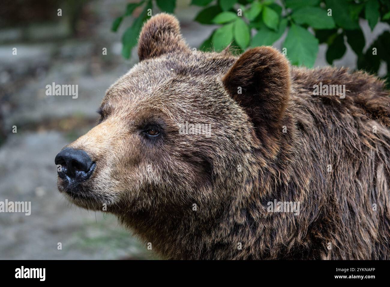 Close Up of Brown Bear Face, Displaying Its Intense Expression and ...