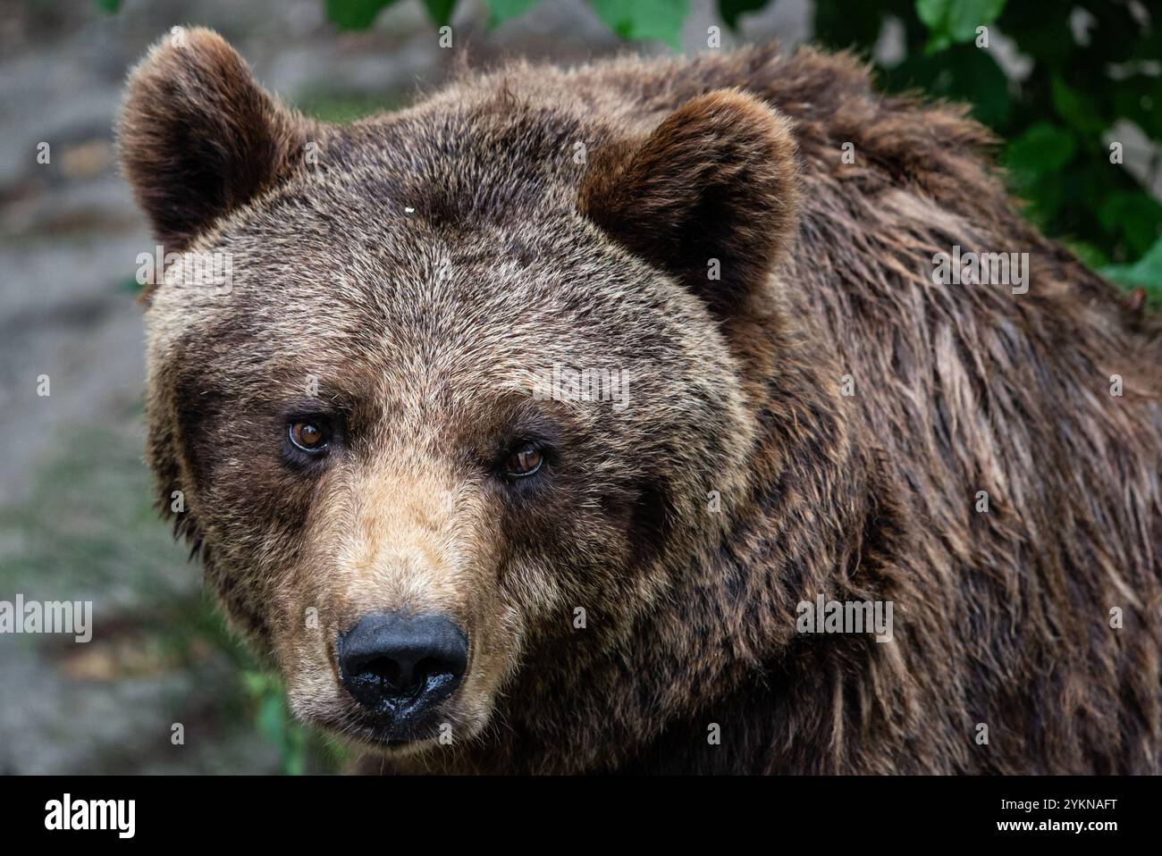 Close Up of Brown Bear Face, Displaying Its Intense Expression and ...