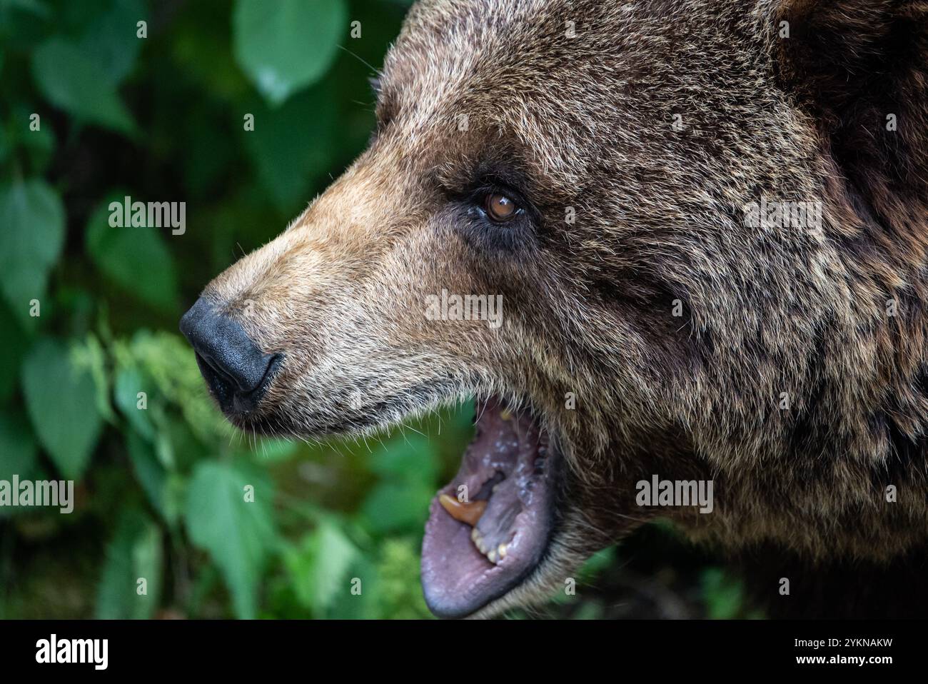 Close Up of Brown Bear Face, Displaying Its Intense Expression and ...