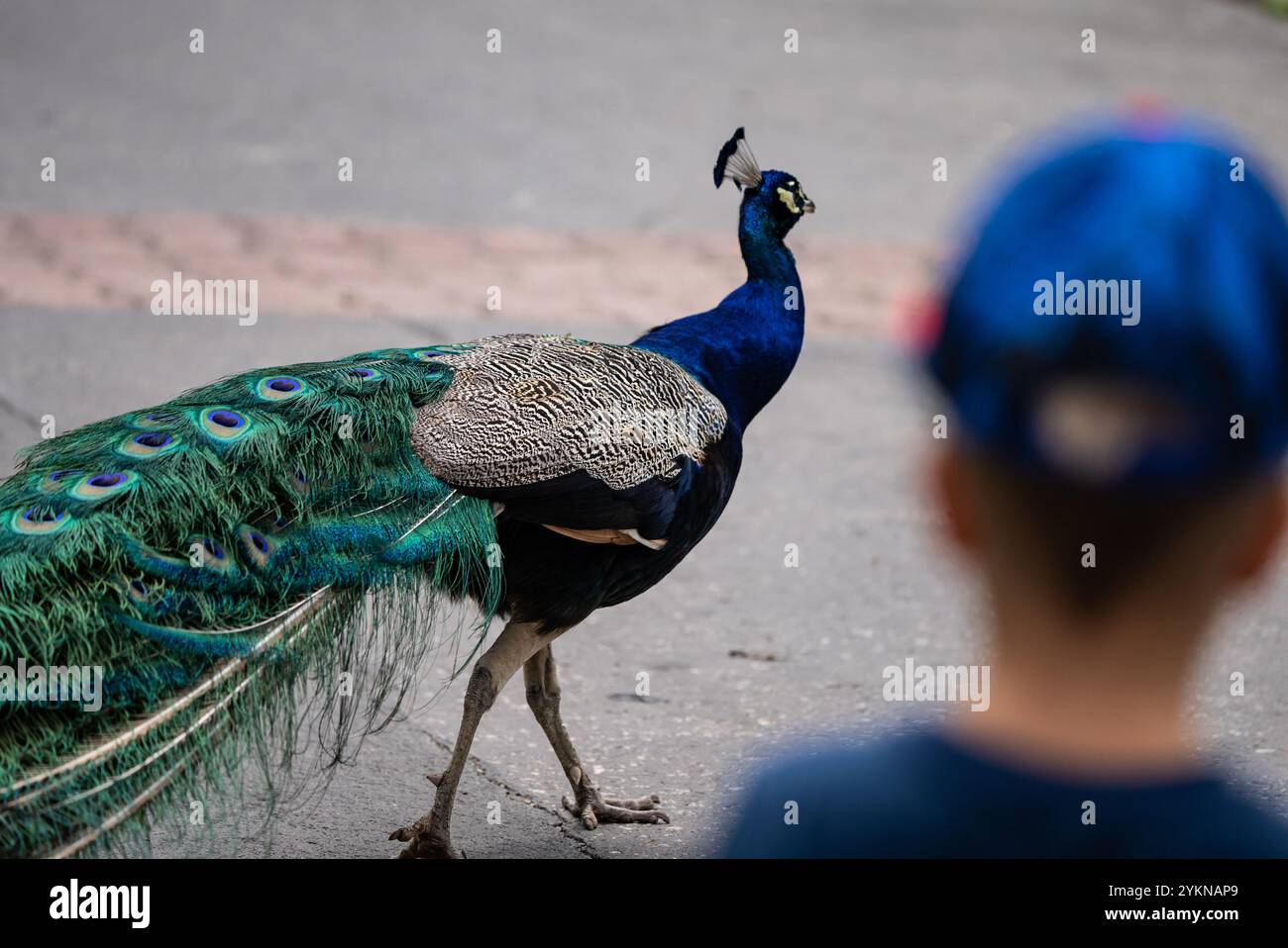 Proud peacock displaying its iridescent feathers as it walks through a ...