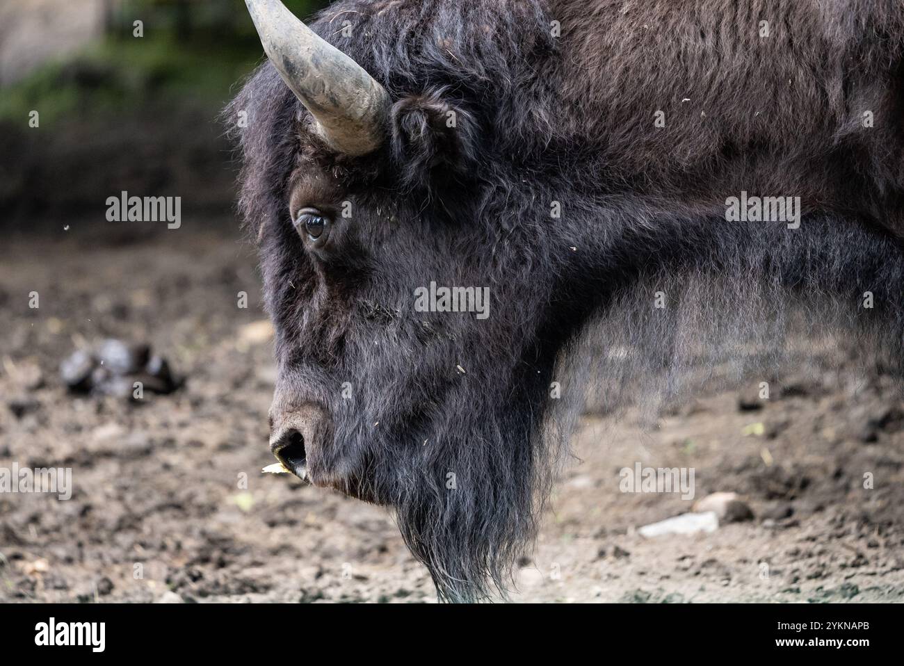 Portrait of a Buffaloes grazing in a zoo enclosure, showcasing their ...