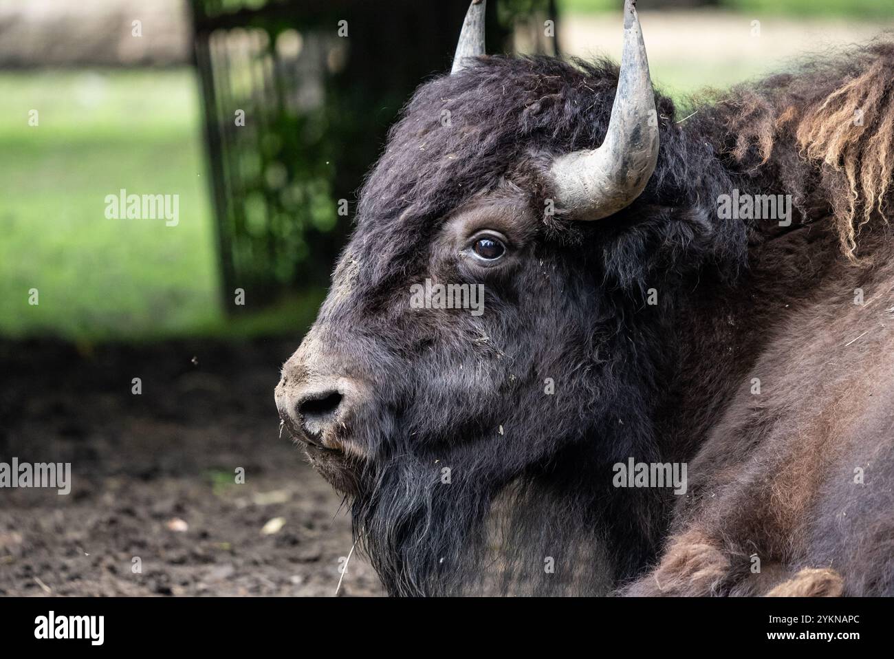Portrait of a Buffaloes grazing in a zoo enclosure, showcasing their ...