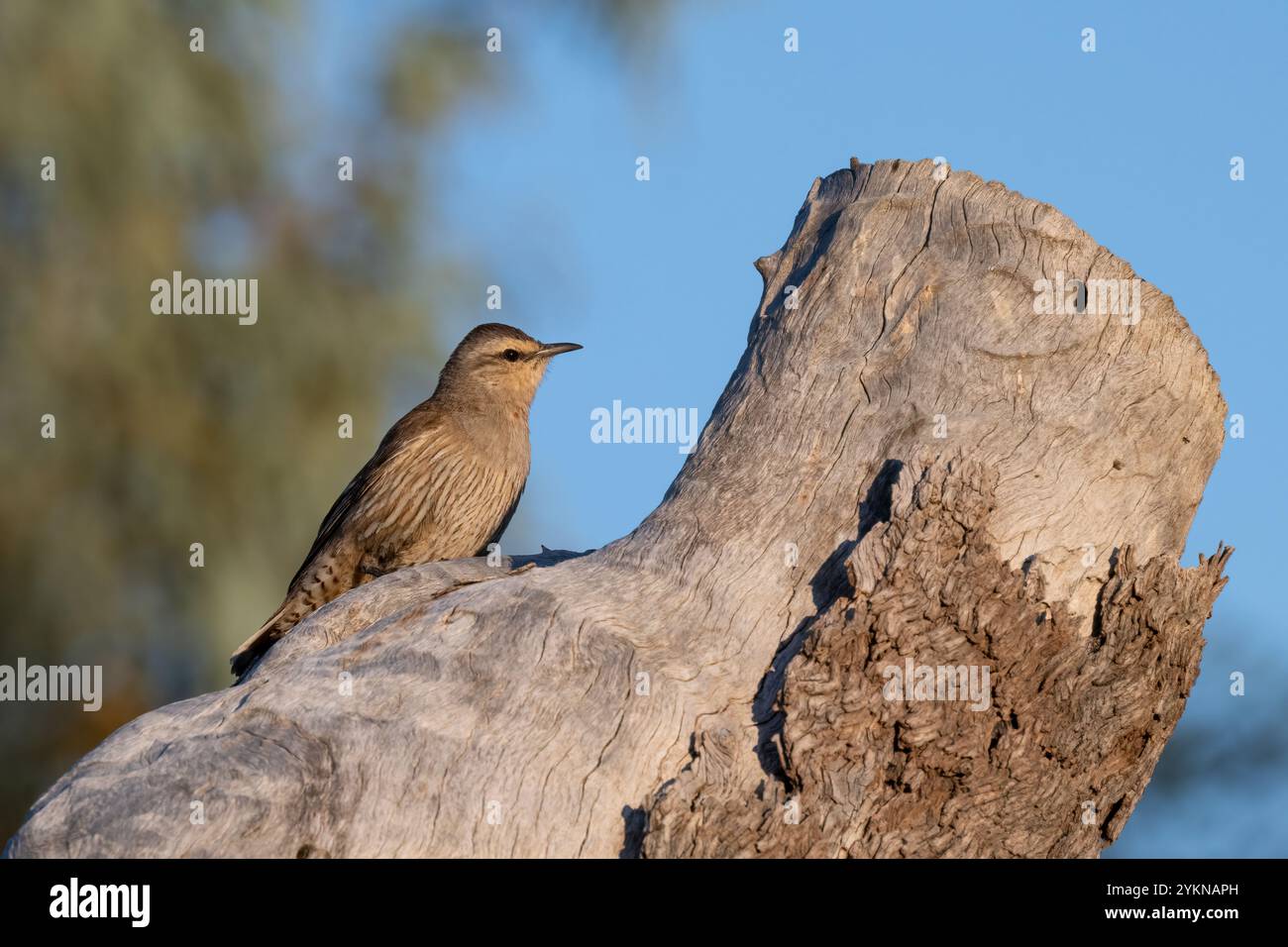 Brown Treecreeper (Climacteris picumnus) perched on a tree trunk, Dig ...