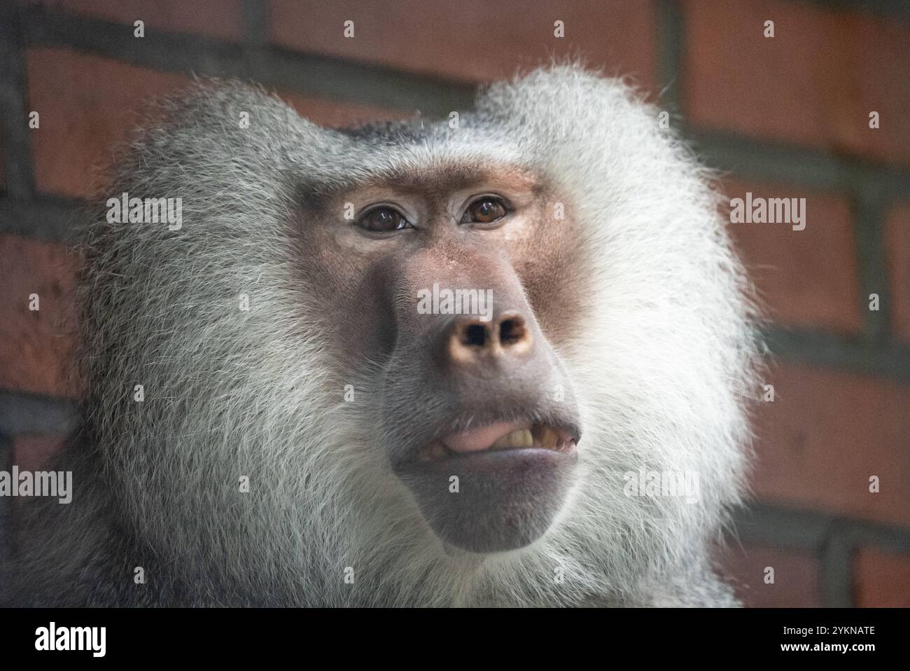 Zoo wall hi-res stock photography and images - Alamy