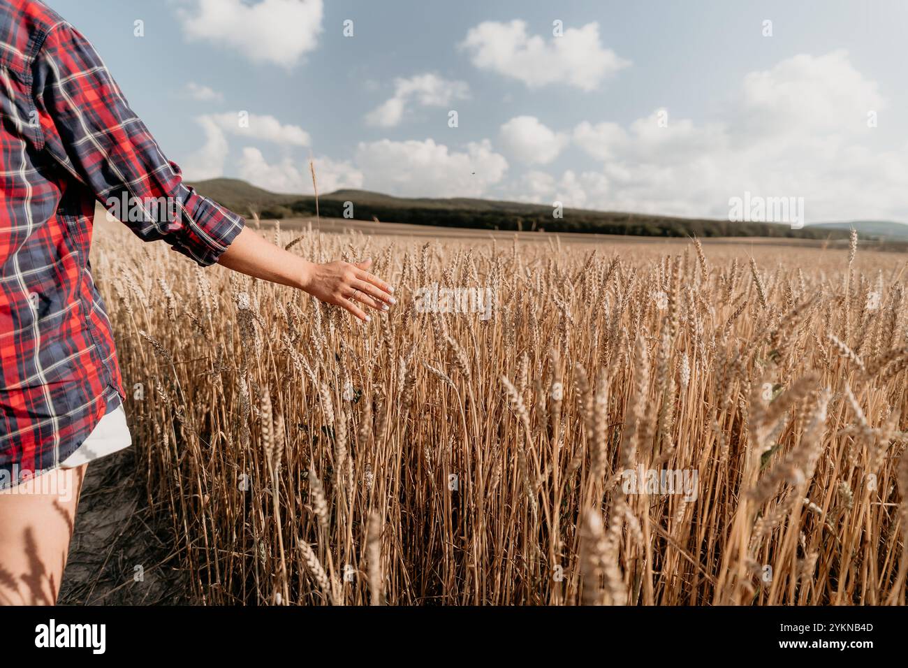 Woman's Hand Reaching Through a Golden Wheat Field Stock Photo - Alamy