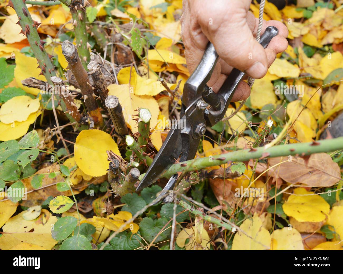 Rose pruning for winter. Gardener hand pruning roses bush for better ...