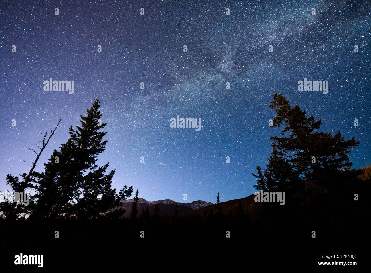 Milky Way galaxy, pine trees silhouette under a clear starry night sky. Real photos Stock Photo ...
