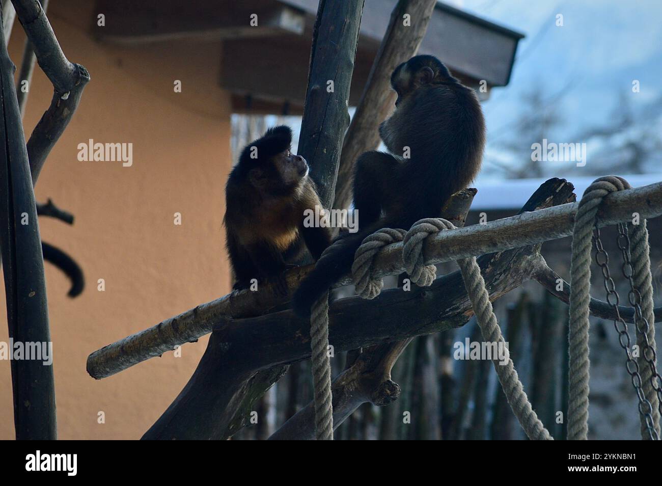 Two monkeys on a tree branch looking at each other in snowy Hallstatt ...