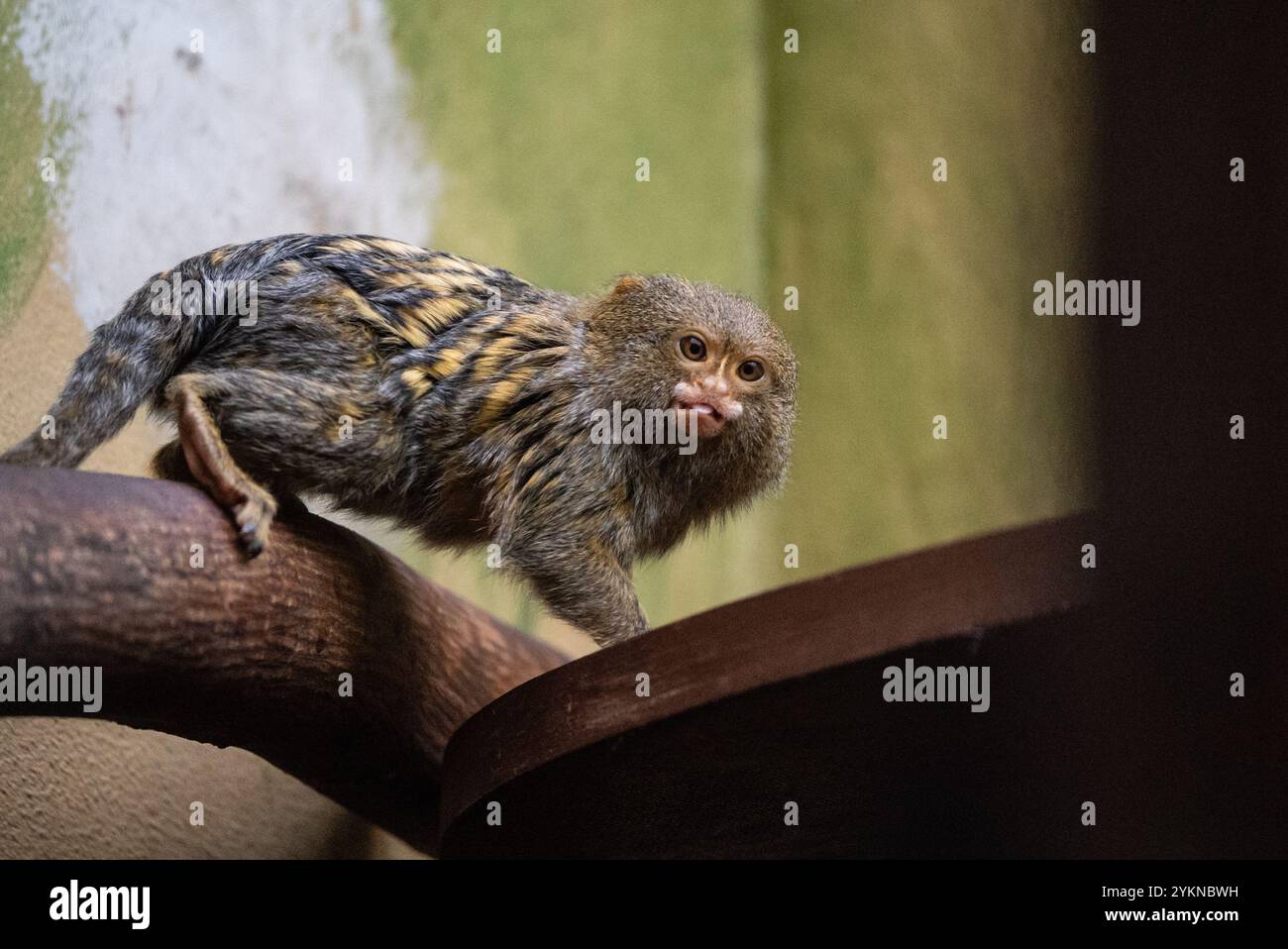 Portrait of a small tamarin monkey perched on a branch in its zoo ...