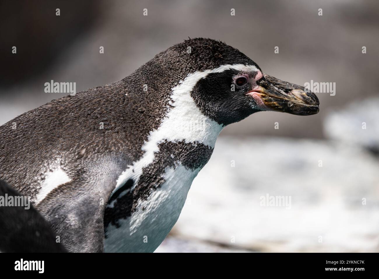 Funny little Penguin. Group of Penguins Standing Together on Rocky ...