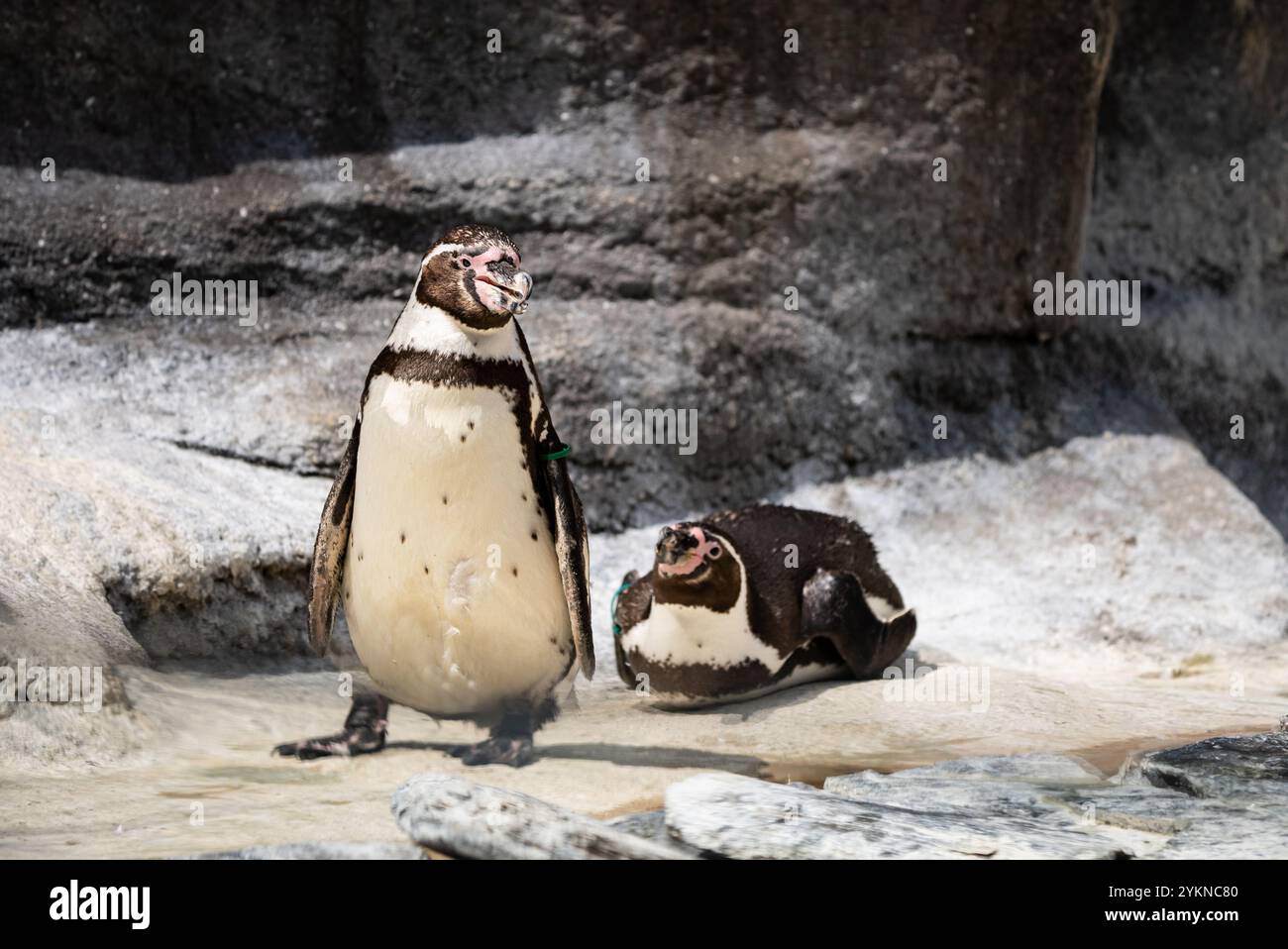 Funny little Penguin. Group of Penguins Standing Together on Rocky ...
