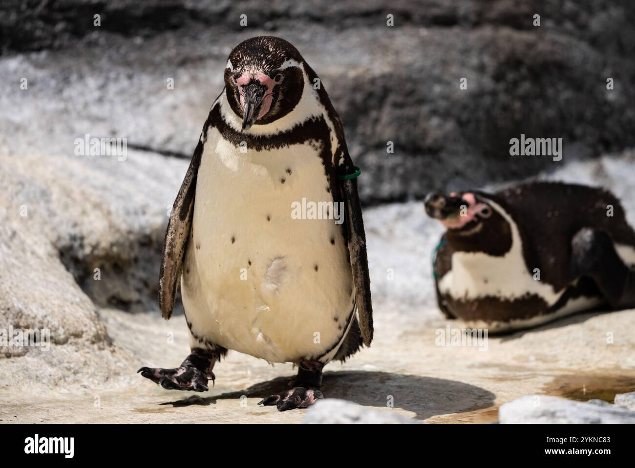 Funny little Penguin. Group of Penguins Standing Together on Rocky ...