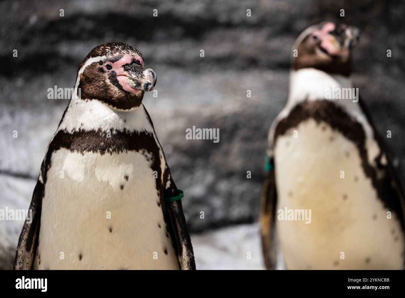 Funny little Penguin. Group of Penguins Standing Together on Rocky ...