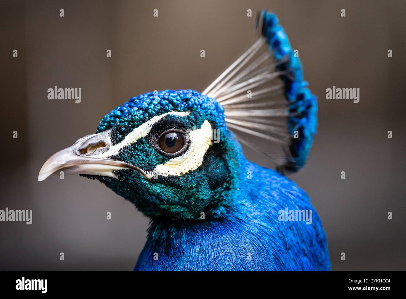 Proud peacock displaying its iridescent feathers as it walks through a ...