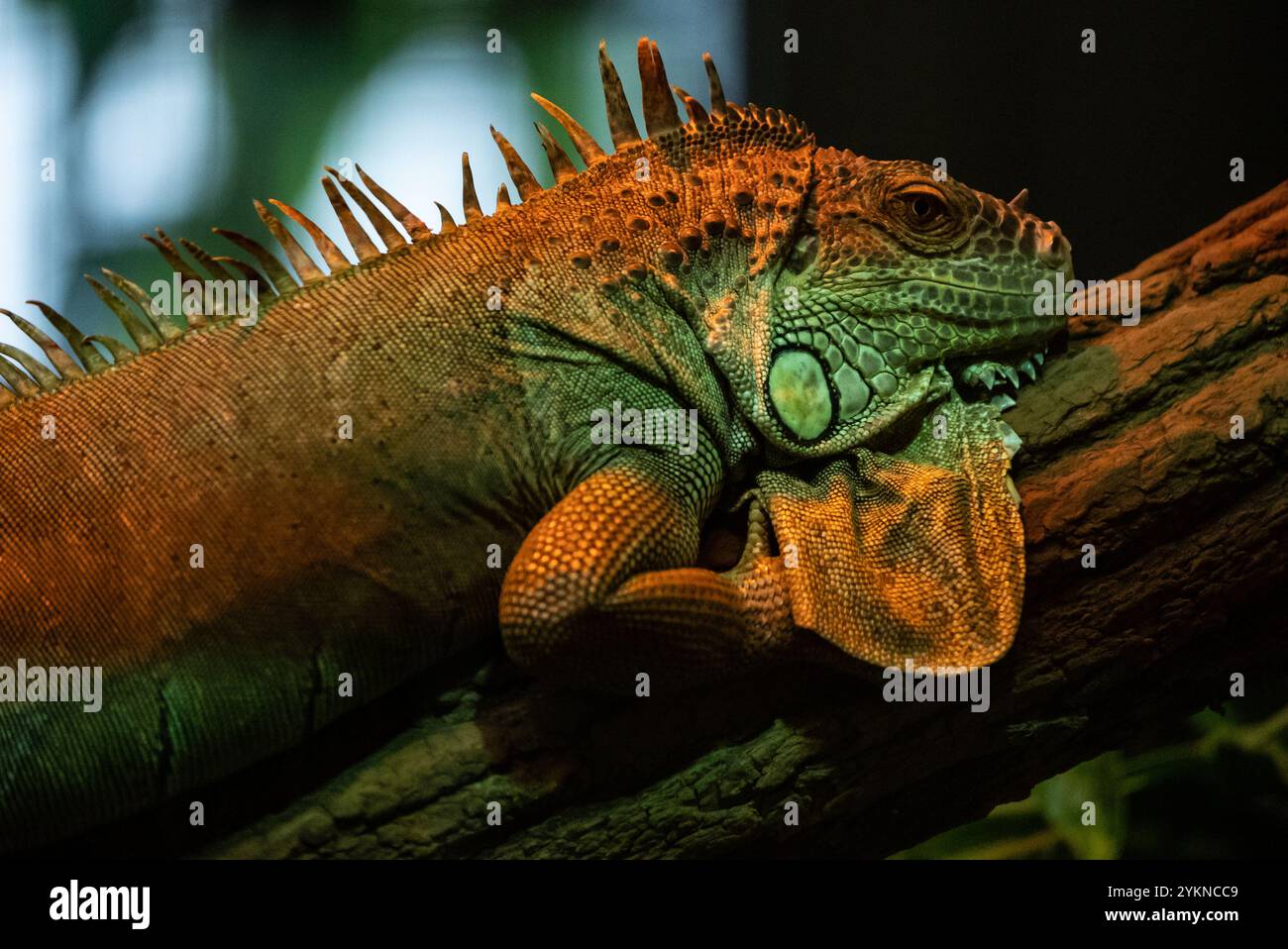 Portrait of a iguana in zoo. Close up of a green iguana resting on a ...