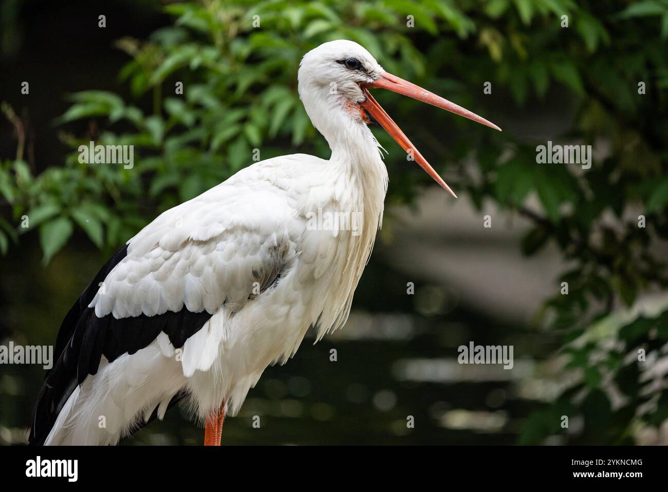 Stork in tall grass hi-res stock photography and images - Alamy