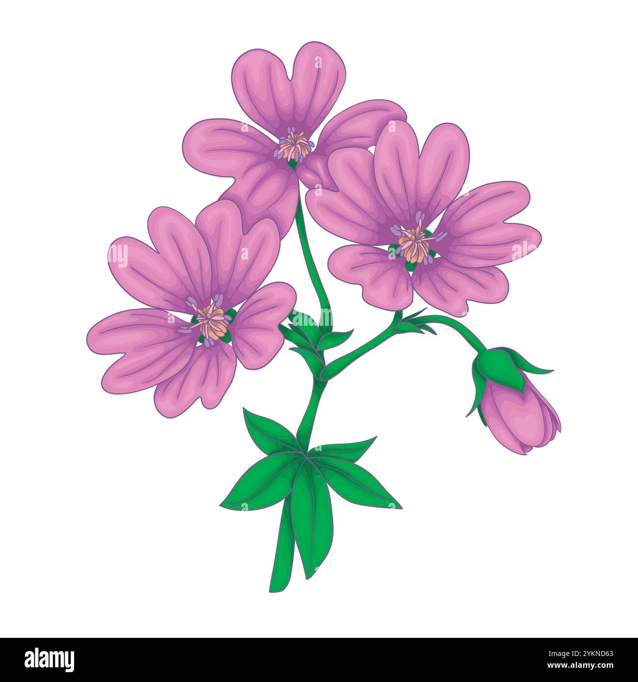 Geranium hand draw hi-res stock photography and images - Alamy