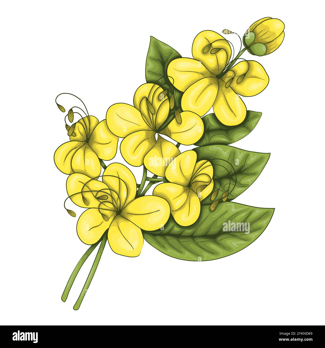 Cassia base note hi-res stock photography and images - Alamy