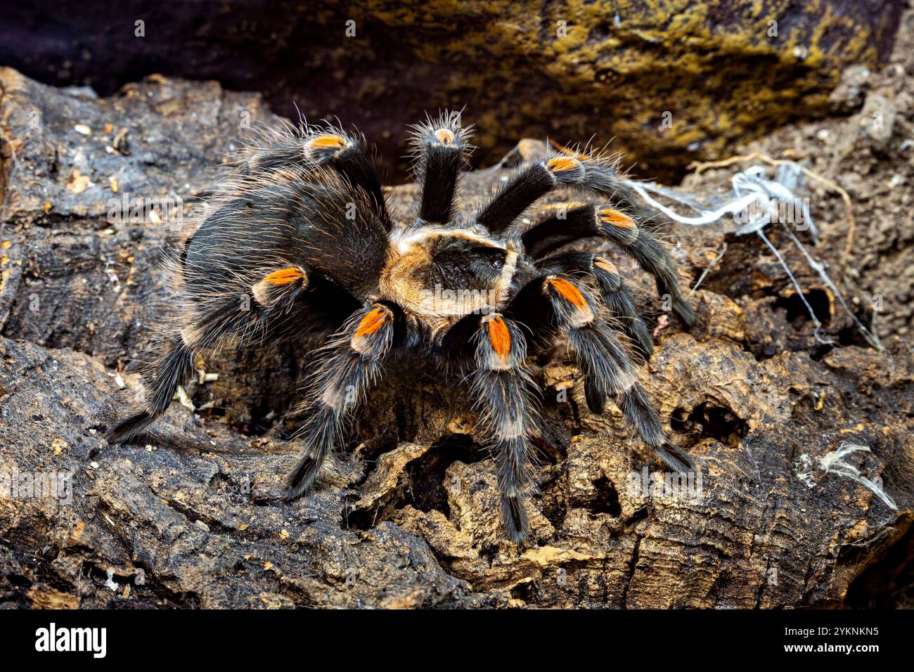A mexican red knee tarantula Stock Photo - Alamy
