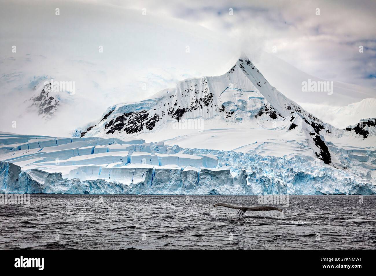 Whale Watching of Humpback whales in the Antarctic area Stock Photo - Alamy