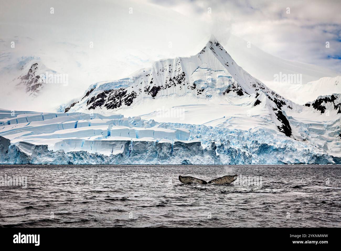 Whale Watching of Humpback whales in the Antarctic area Stock Photo - Alamy