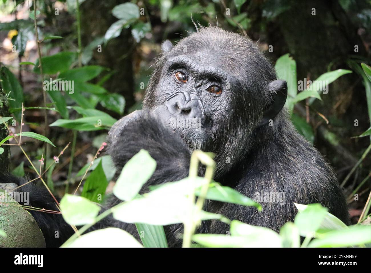 Chimpanzee mimic hi-res stock photography and images - Alamy
