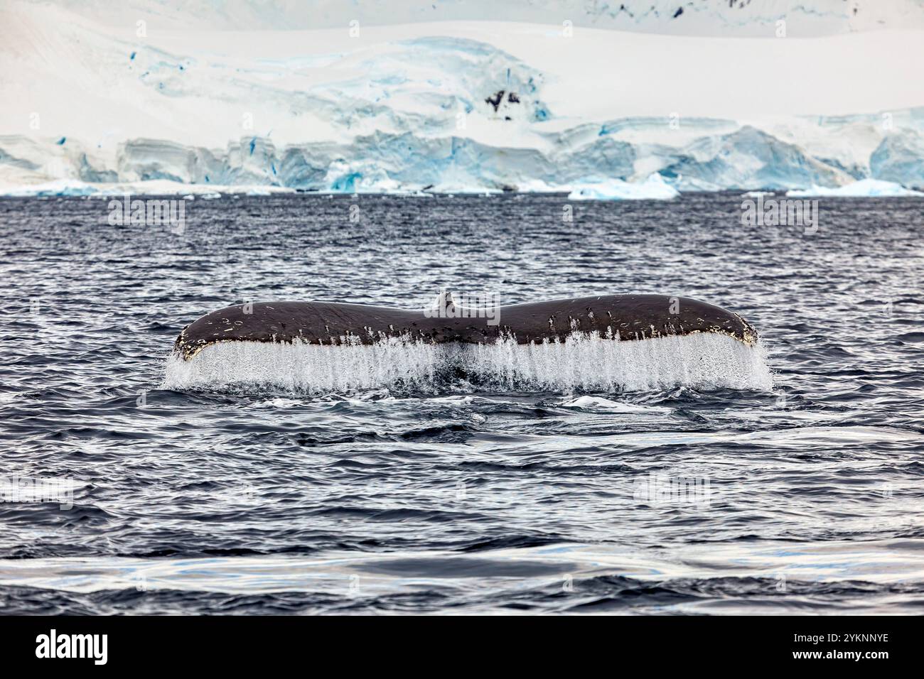 Whale Watching of Humpback whales in the Antarctic area Stock Photo - Alamy