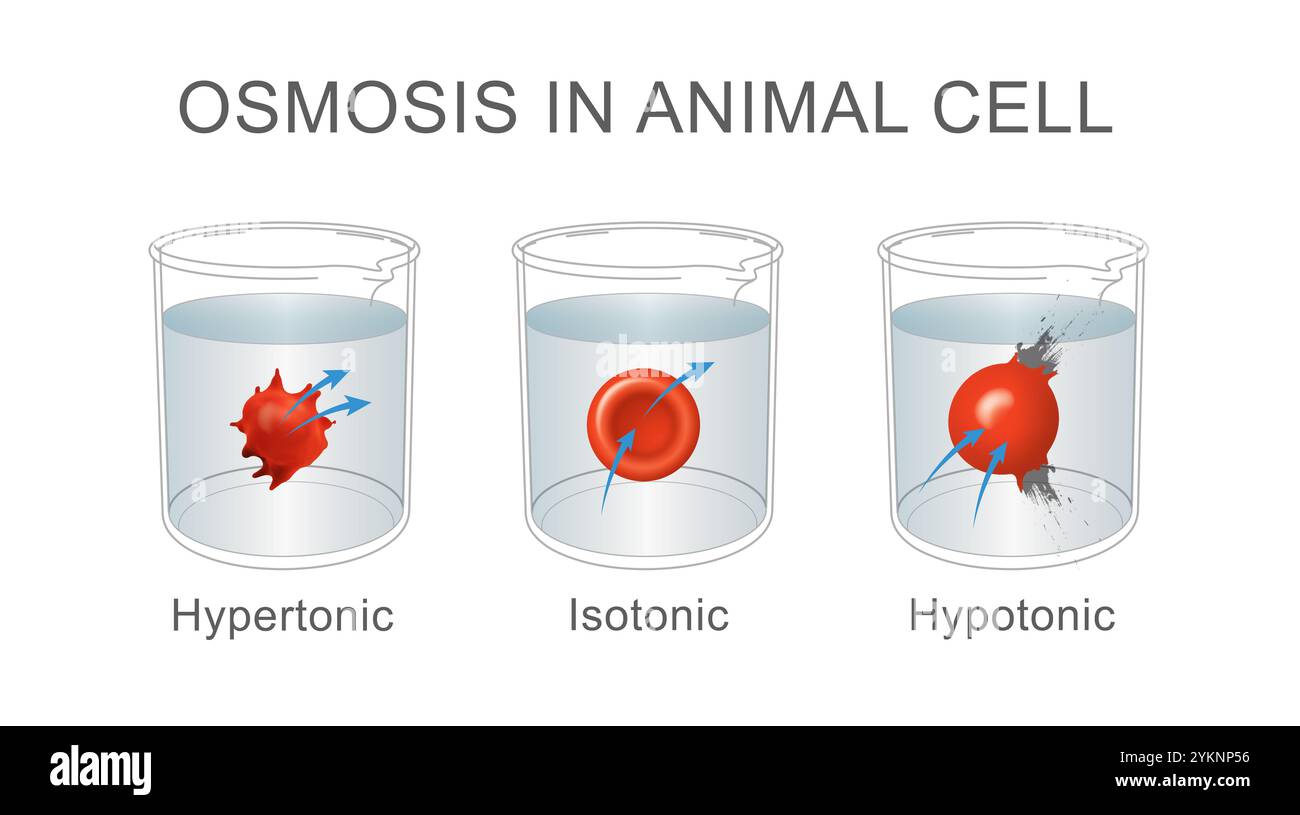 Three types of osmosis: hypertonic, isotonic, hypotonic Stock Photo - Alamy