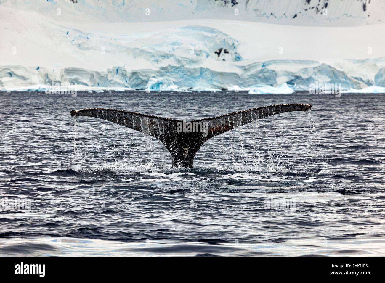 Whale Watching of Humpback whales in the Antarctic area Stock Photo - Alamy